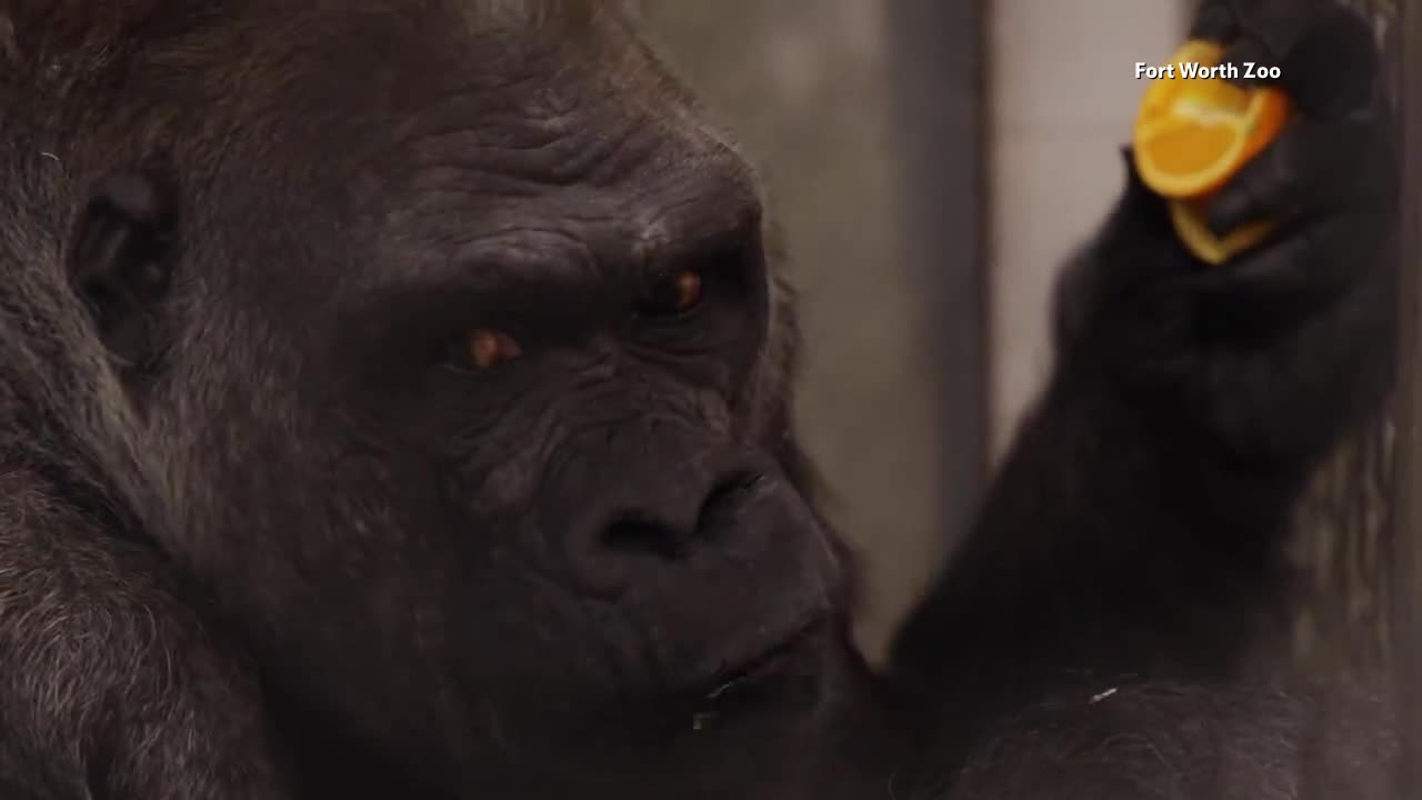 World’s oldest silverback gorilla turns 52 at Fort Worth Zoo | FOX 4 ...