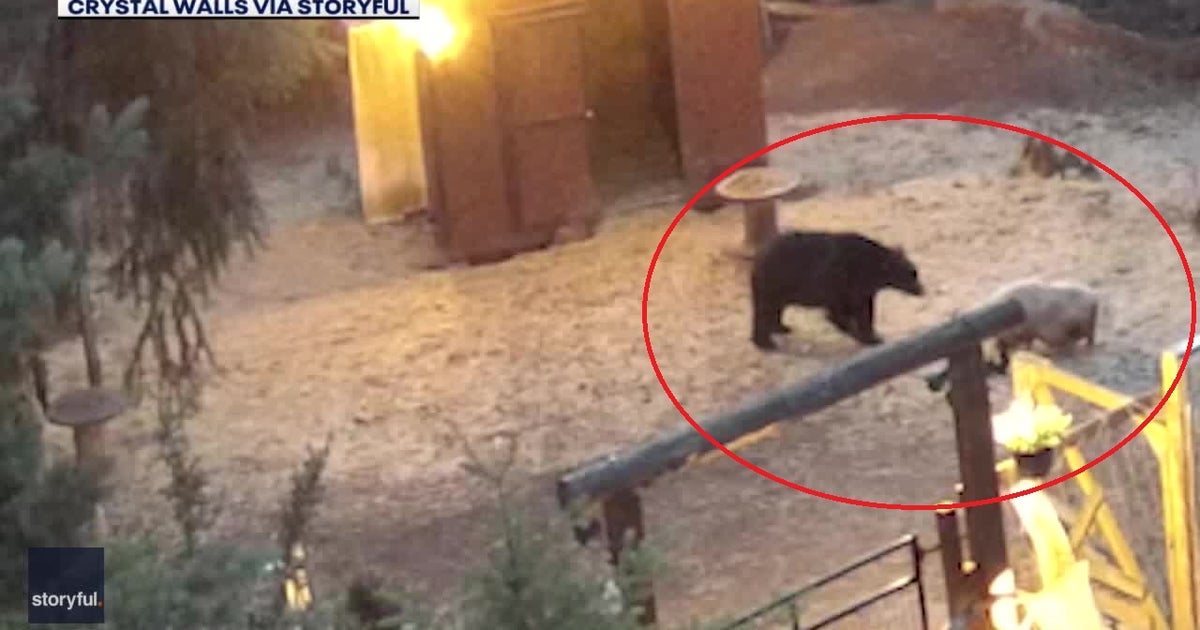 Brave mini pig confronts black bear to protect farm animals on ...