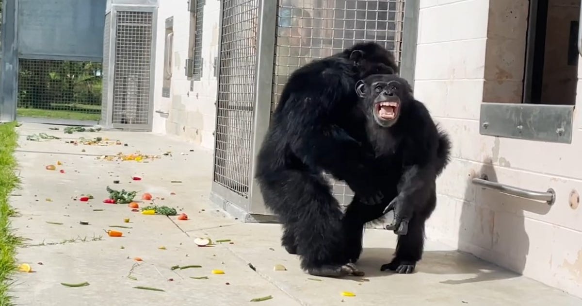 Chimp who spent entire life inside indoor lab 'in awe' after seeing ...