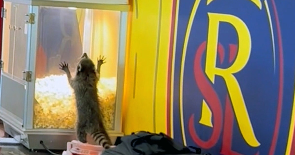 Watch: Terrified raccoon wreaks havoc in Utah soccer stadium during ...