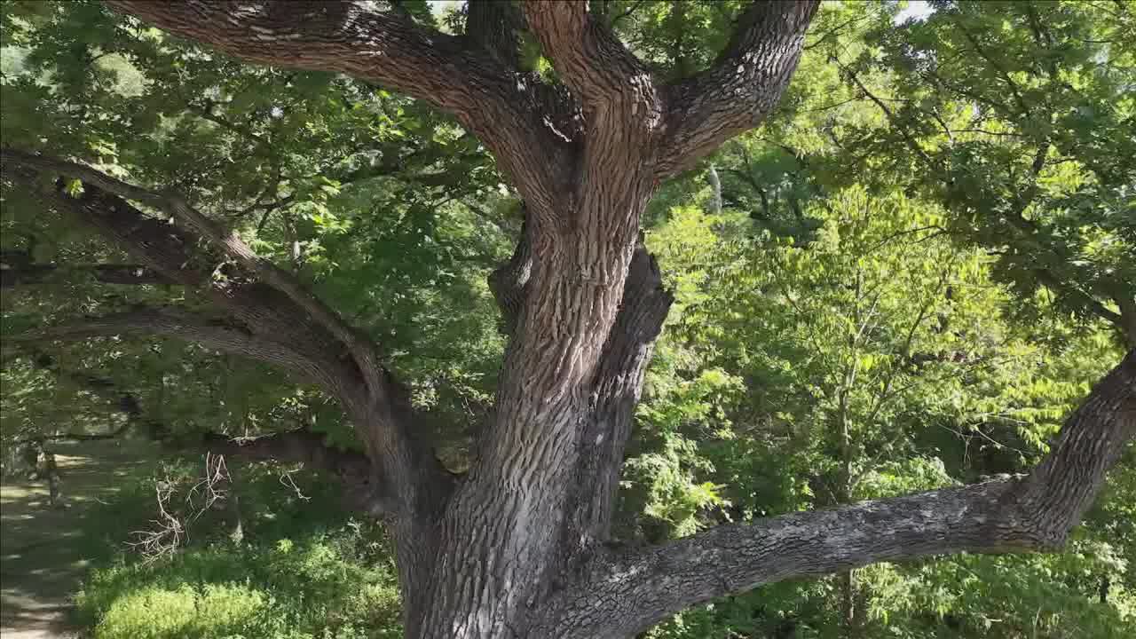 oak tree falls on runner