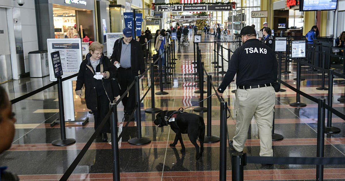 TSA’s K-9 adoption program: How you can take home a dog not cut out for ...