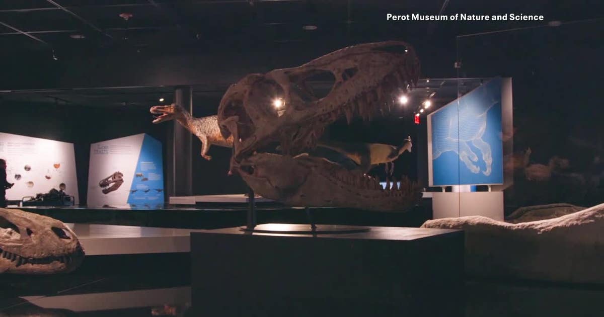 T-Rex exhibit at Perot Museum gives an interactive look at the ...