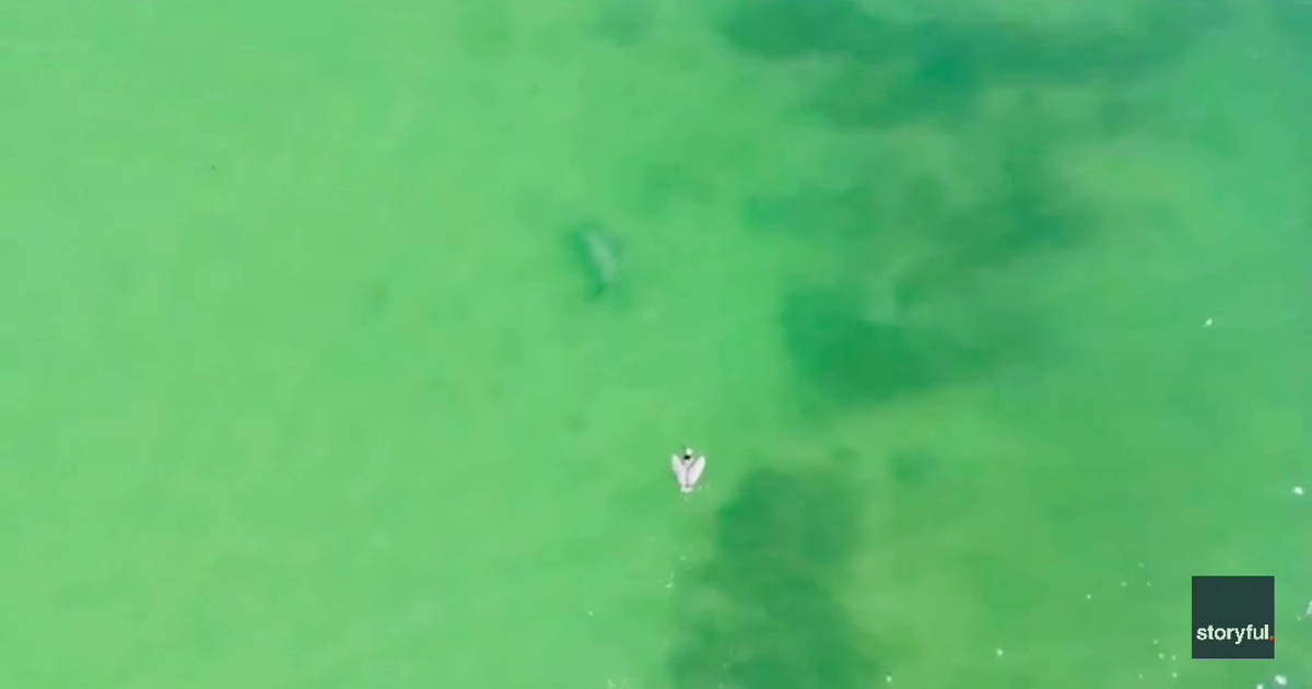 Pelicans, dolphin compete for fish in Florida | FOX 4 Dallas-Fort Worth