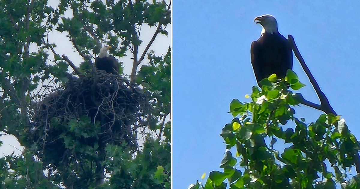 2 baby bald eagles spotted in nest at White Rock Lake | FOX 4 Dallas ...