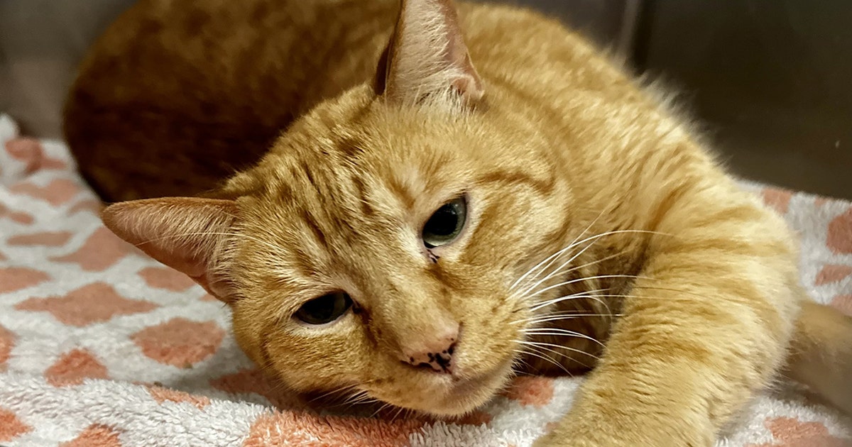Dallas Animals Services: Foster families needed for kittens and adult ...
