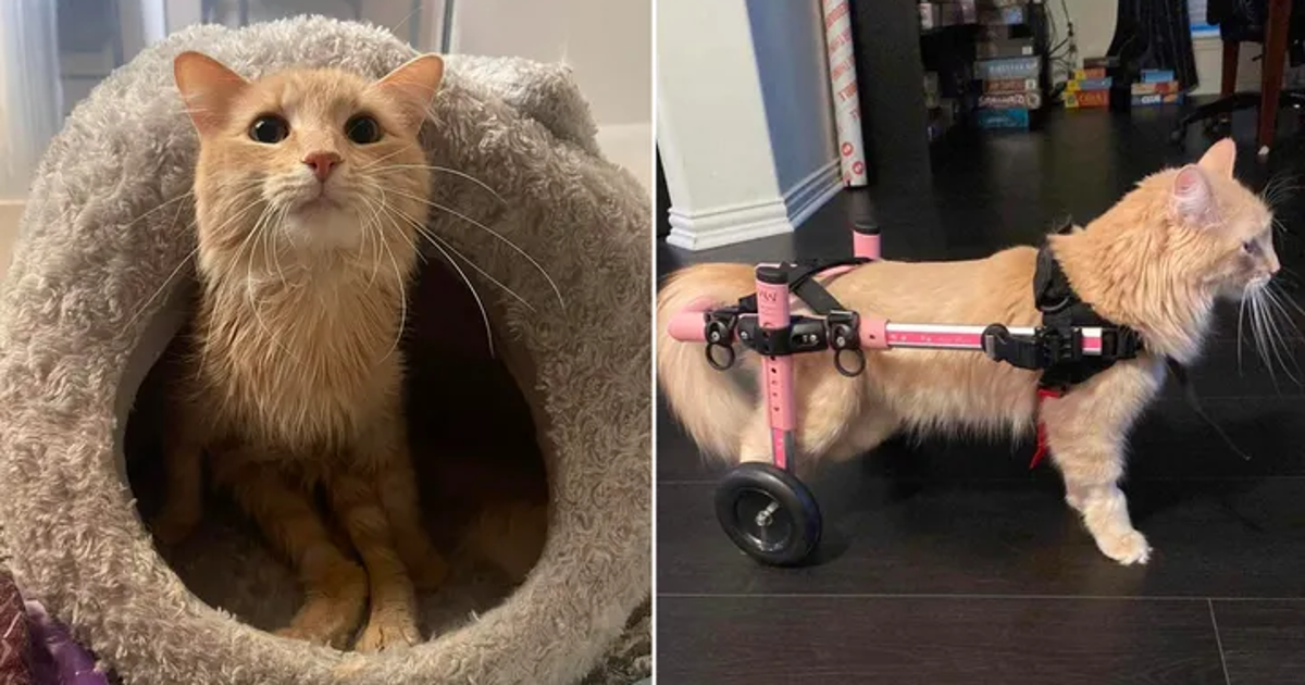 Paralyzed cat in Texas up for adoption seeks 'her person' for cuddles and care | FOX 4 Dallas ...