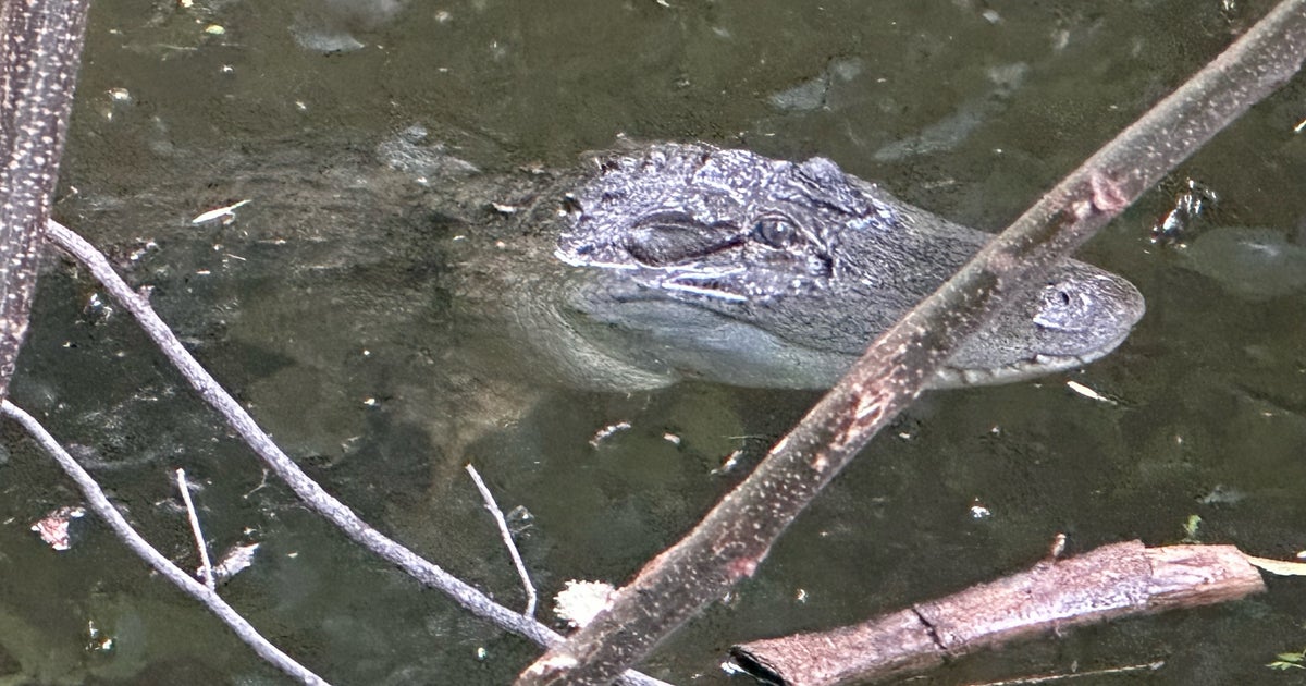Alligator spotted in Coppell | FOX 4 Dallas-Fort Worth