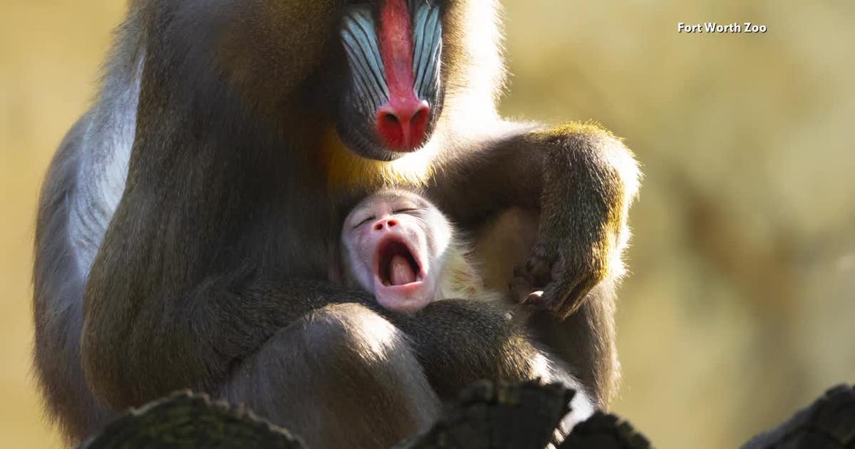 It’s a boy! Fort Worth Zoo welcomes first male mandrill in nearly 30 ...