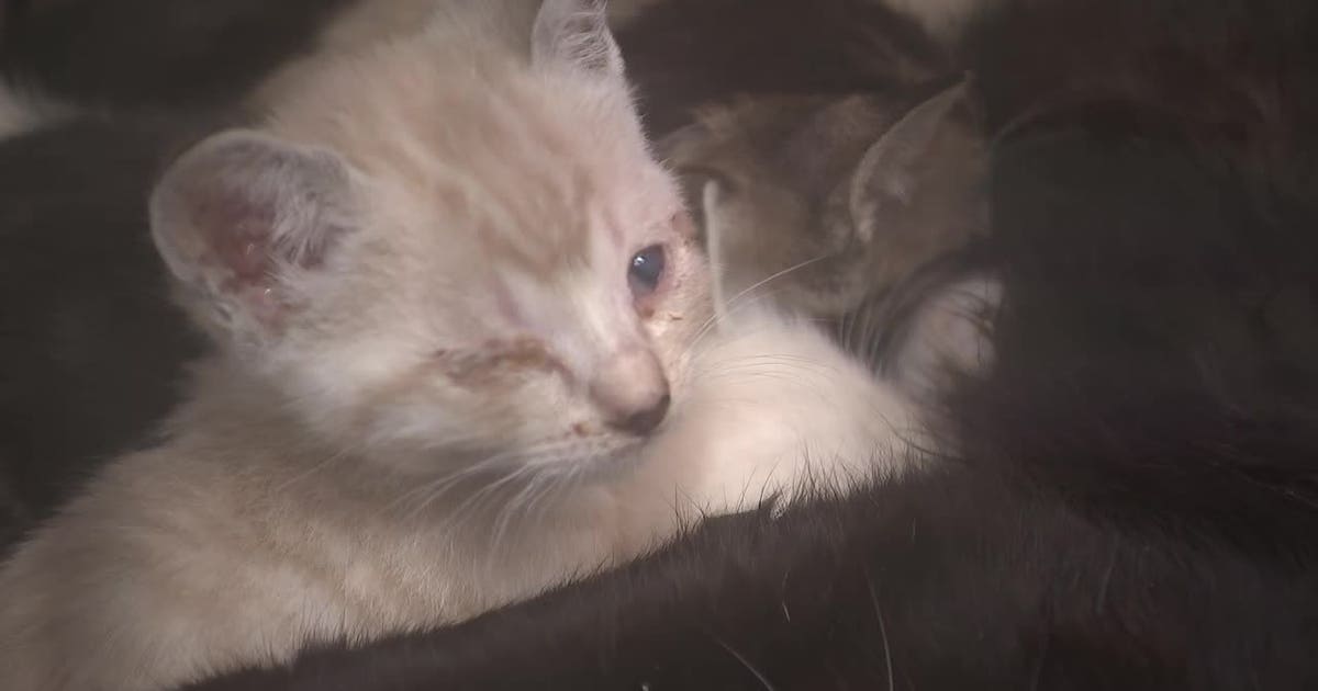 'Deplorable conditions': 88 animals rescued from The Colony home ...
