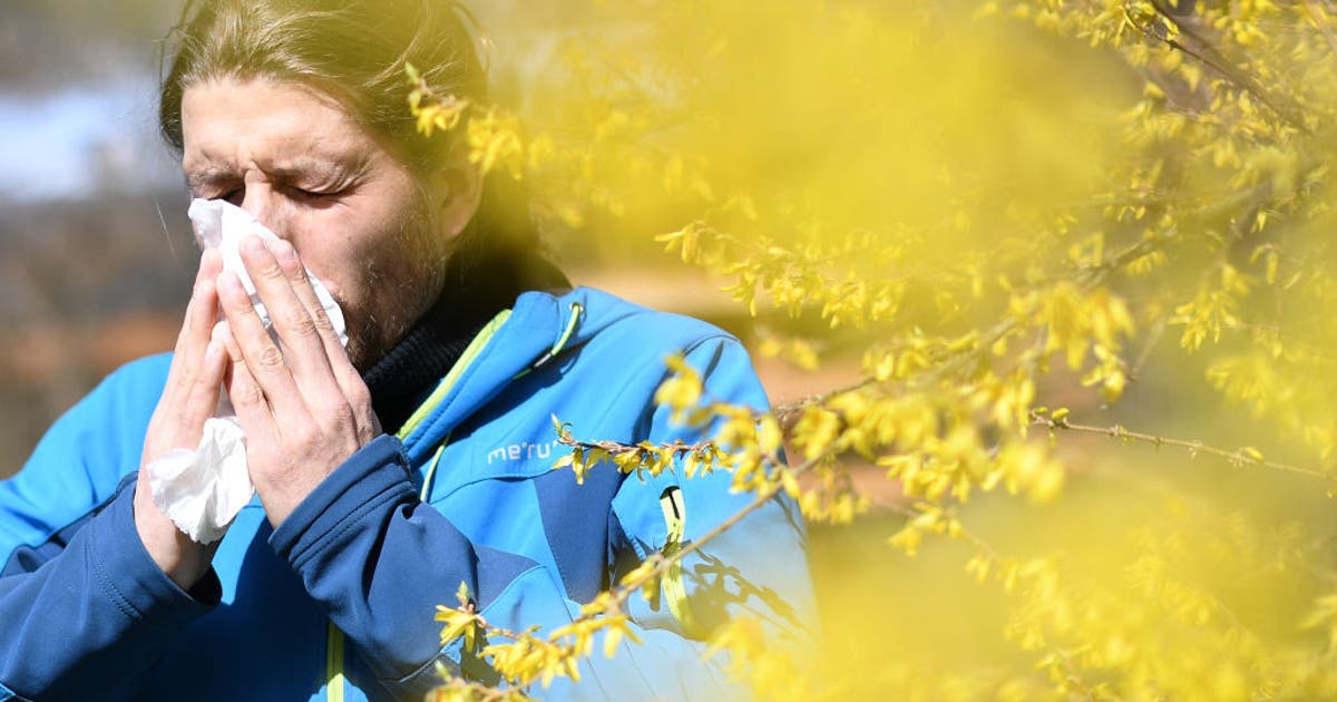 Dallas allergies: What is the pollen count for North Texas? | FOX 4 ...