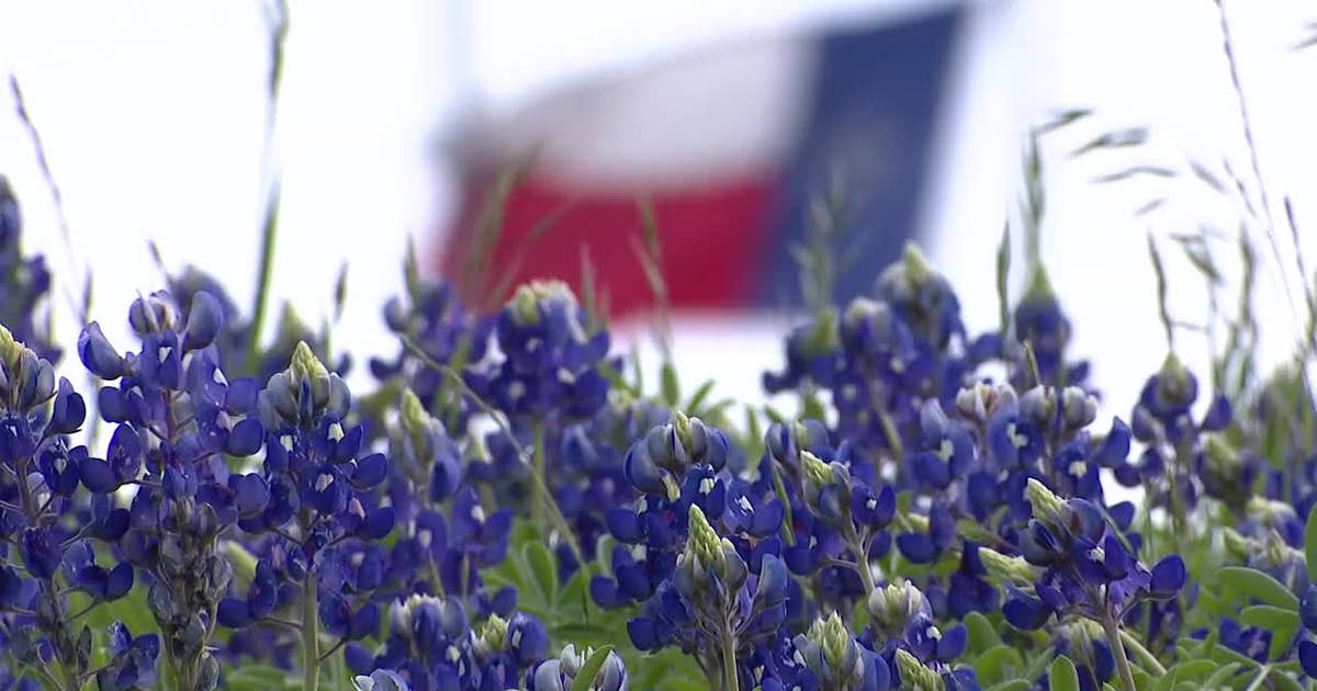 Ennis receives Texas historical marker for bluebonnet fields | FOX 4 ...