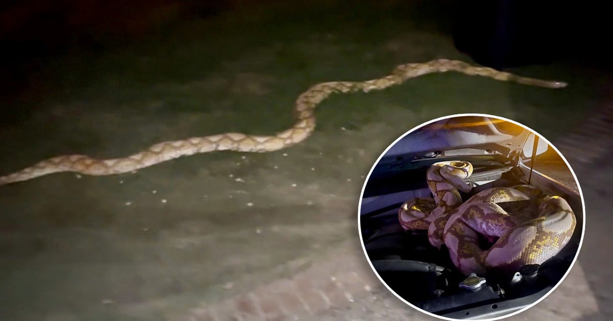 15-foot python captured outside Garland home | FOX 4 Dallas-Fort Worth