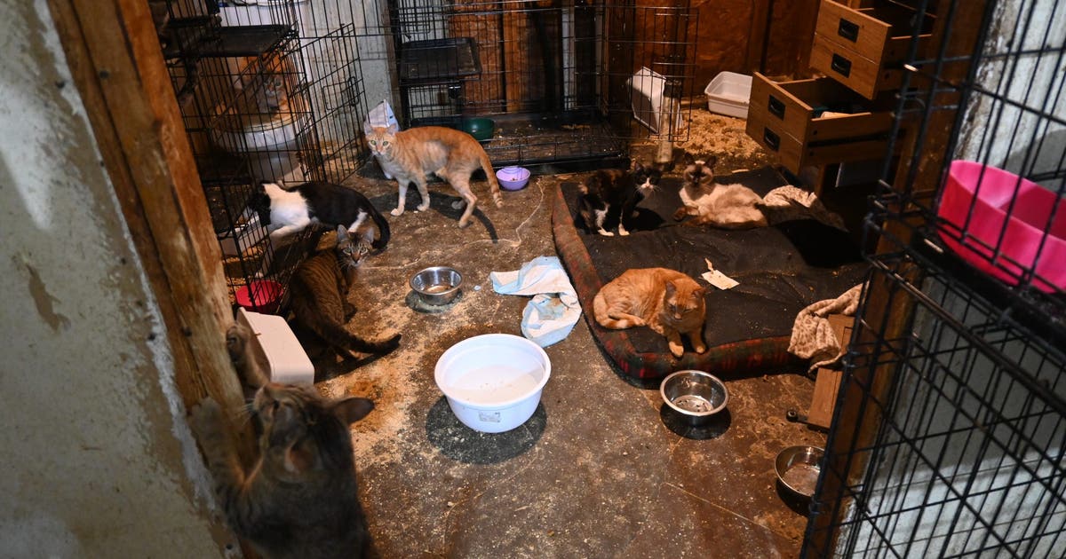 North Texas animal rescue operator arrested, 66 animals found in ...
