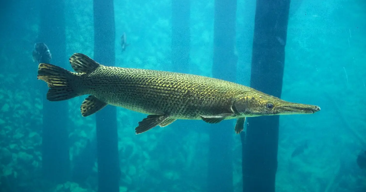 Texas drawing will give 150 anglers chance to catch 'fish of a lifetime ...
