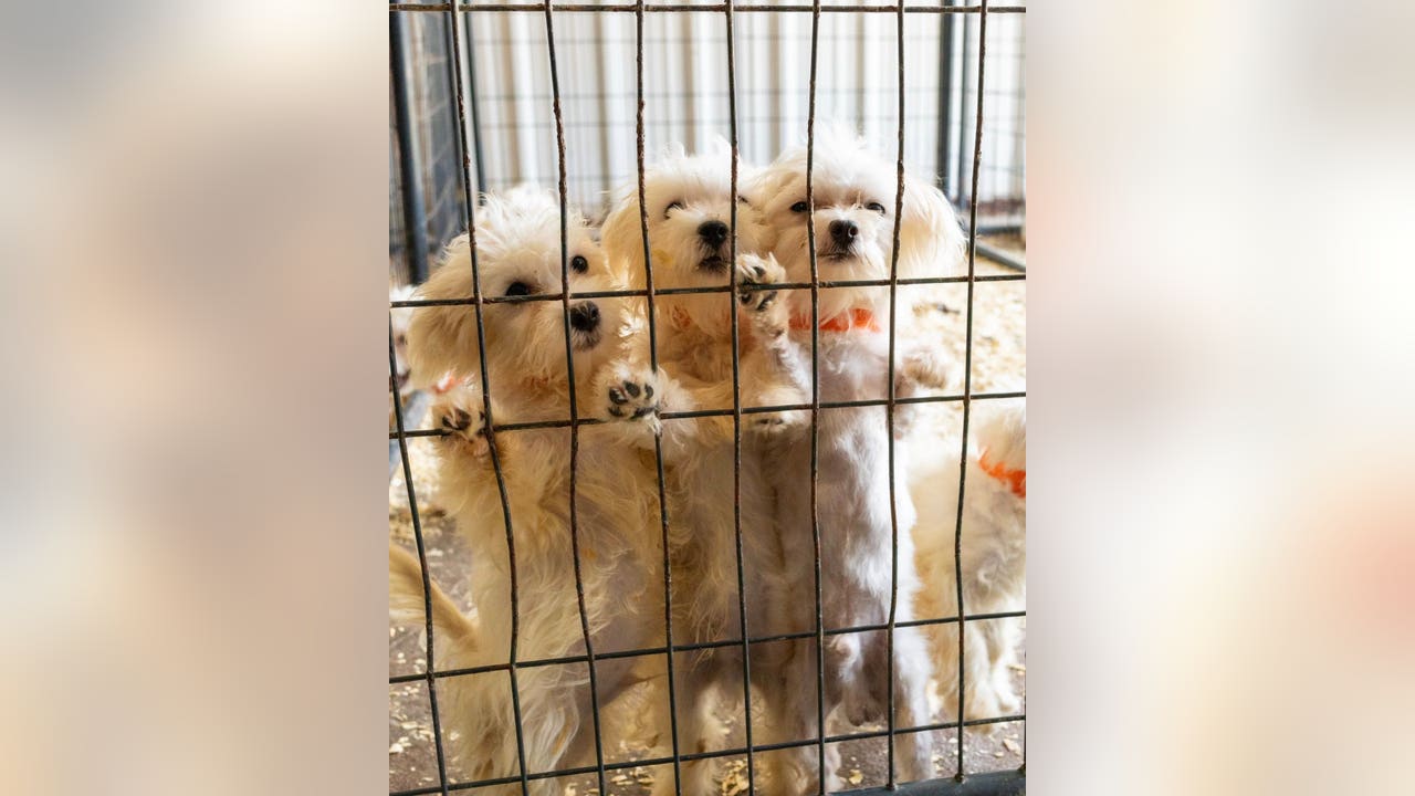 maltese mix dog adoption searchlight