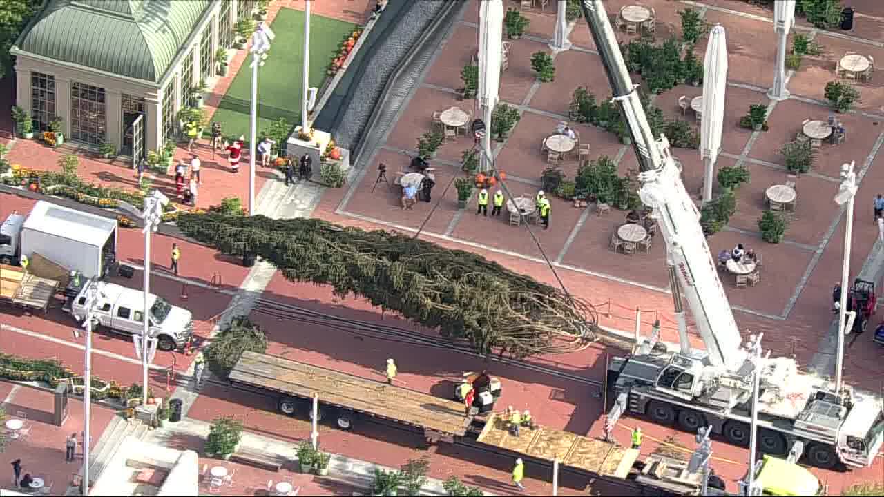 Tallest live Christmas tree in Texas installed in Fort Worth | FOX 4 ...