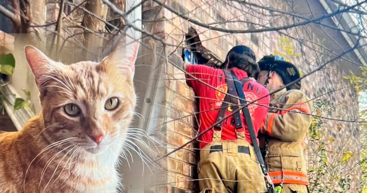 Felix the Cat rests under the tree after Christmas Eve chimney rescue ...