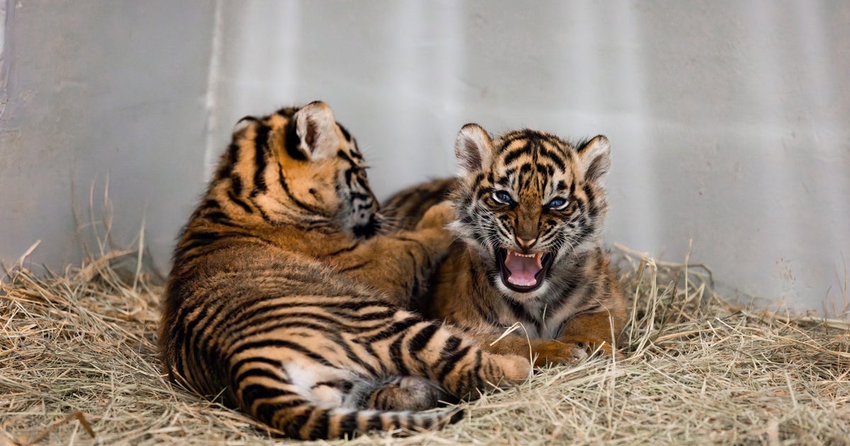 Dallas Zoo asks public to help name new Sumatran tiger cub | FOX 4 ...