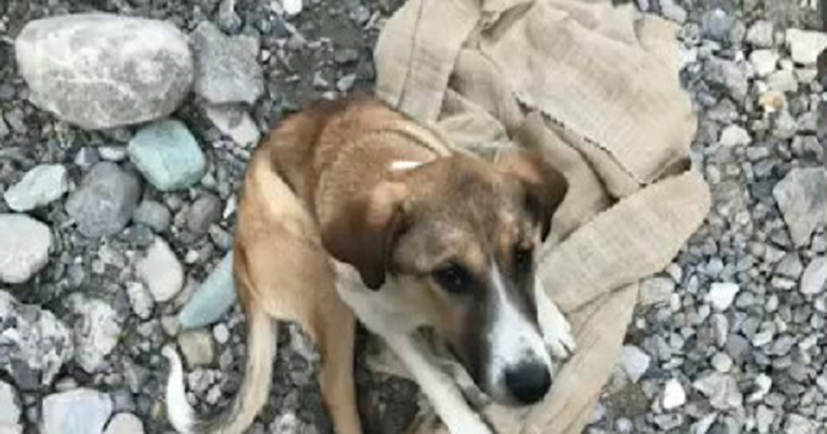 Deployed Georgia soldiers rescue stray dog in Afghanistan | FOX 5 Atlanta