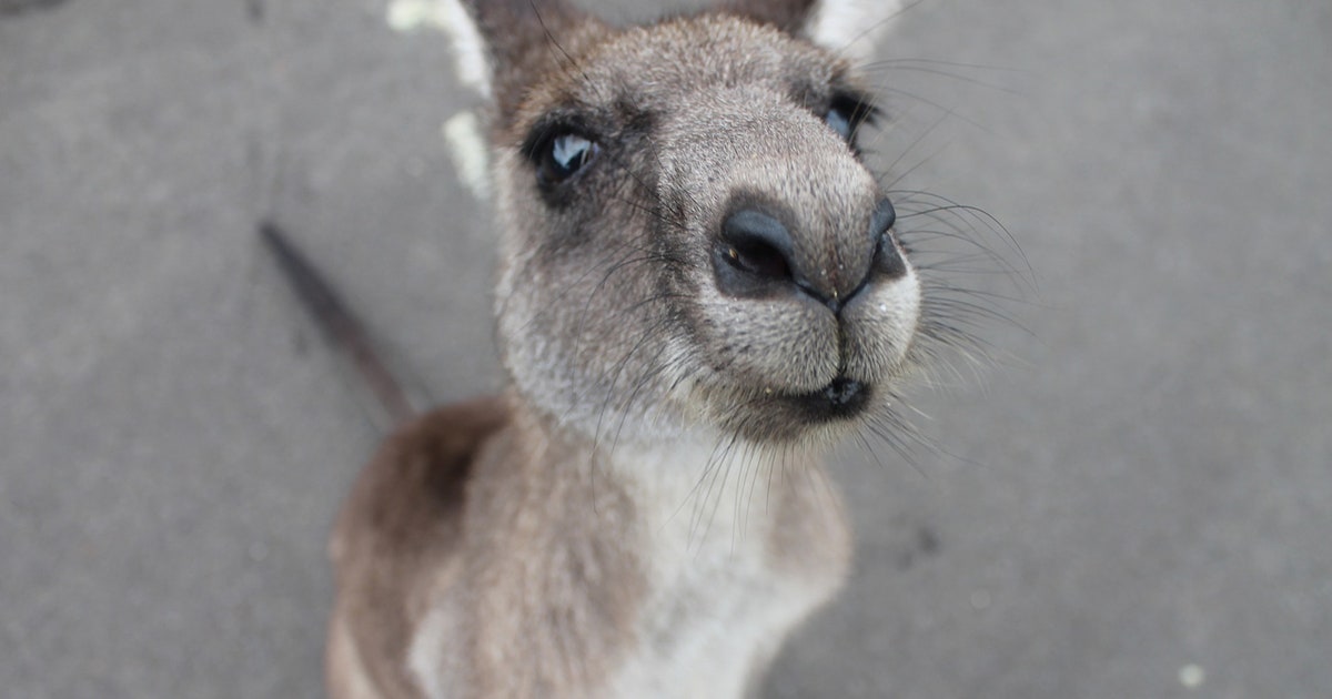 Authorities catch kangaroo on the loose near GA border | FOX 5 Atlanta