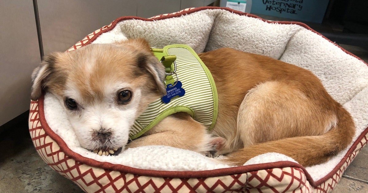 No nose, big heart: Impaired dog 'Sniffles' up for adoption | FOX 5 Atlanta