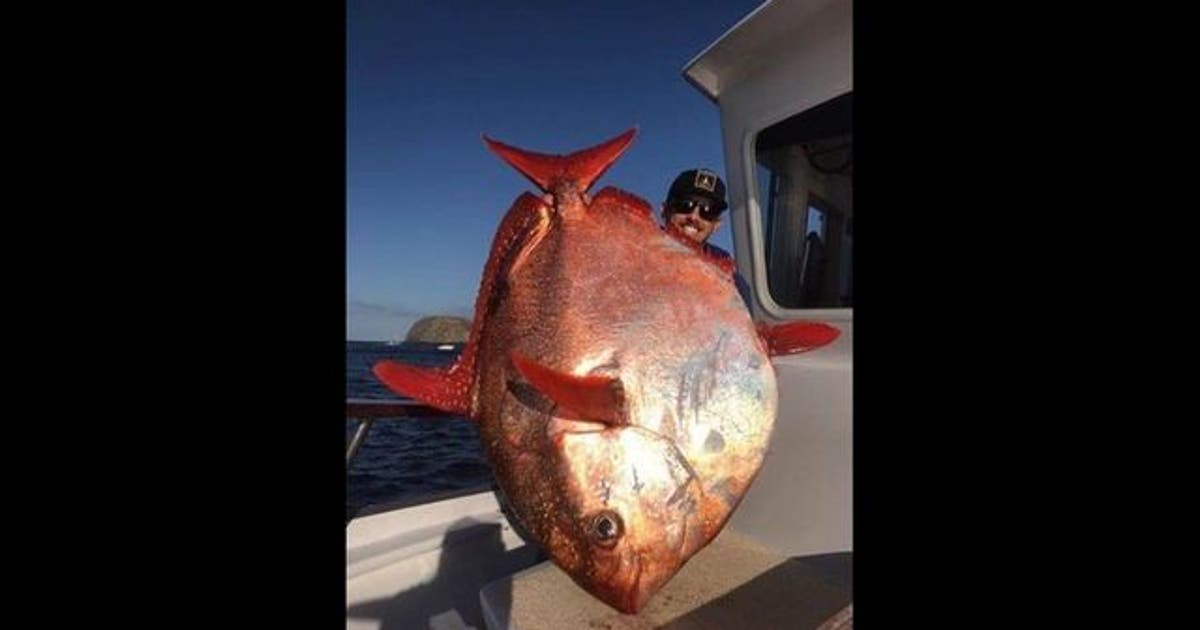 Rare, 90-pound opah fish caught off Southern California coast | FOX 5 ...