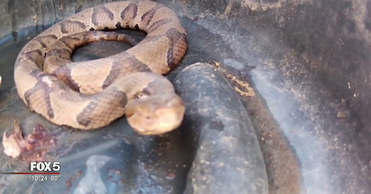 copperhead bite on cat