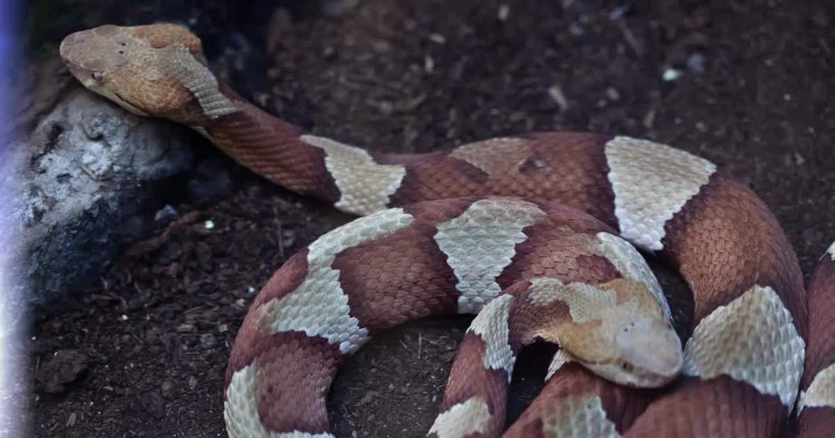 copperhead bite treatment