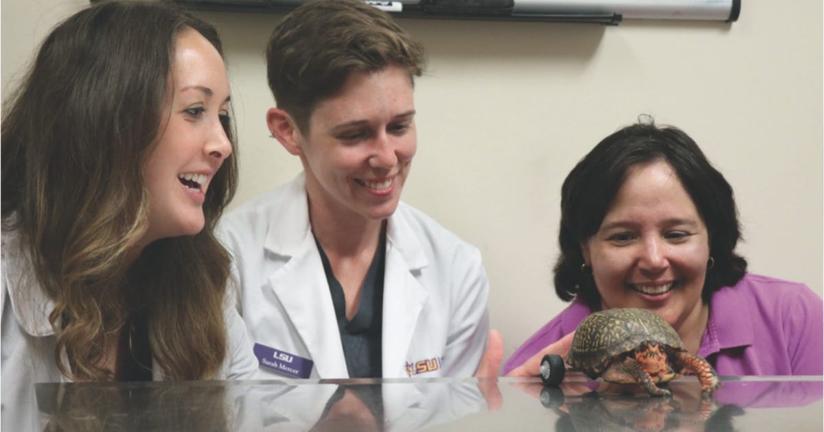 Pedro the turtle gets custom wheelchair made from Legos by ...