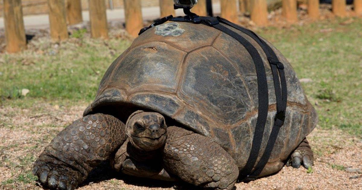 VIDEO: Patches the Aldabra Tortoise makes her spring walk | FOX 5 Atlanta