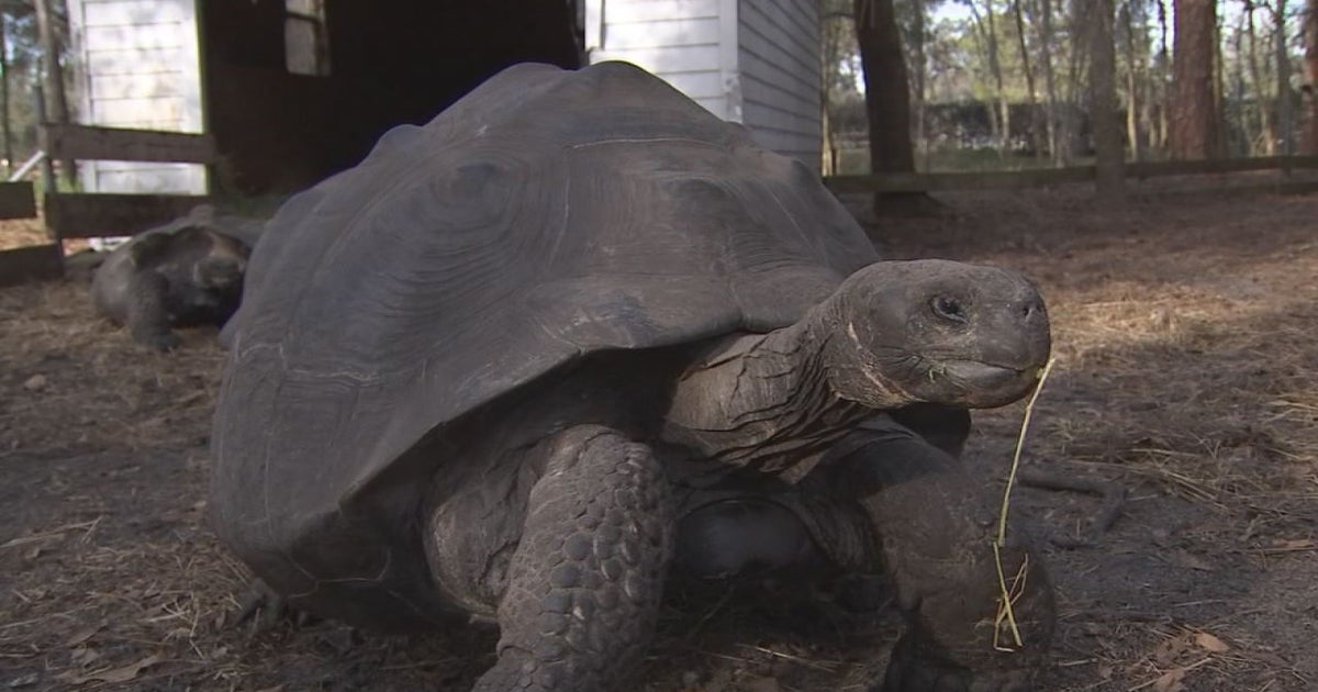 Polk County man breeds giant tortoises | FOX 5 Atlanta