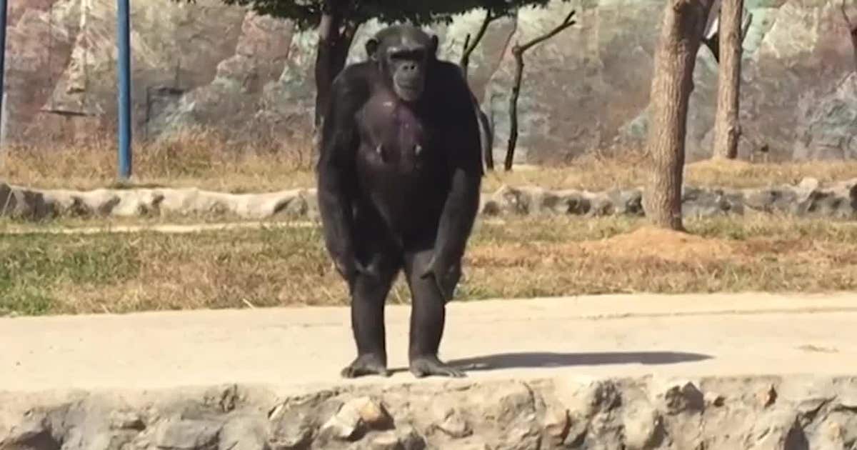 WATCH: Azalea the Smoking Chimp in North Korea | FOX 5 Atlanta
