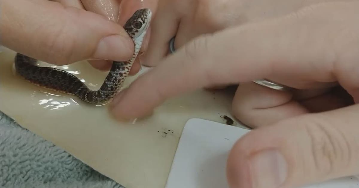 Wildlife sanctuary sends warning about dangers of glue traps | FOX 5 ...
