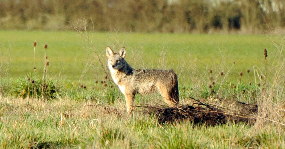 Gwinnett officials warning residents after coyote sightings | FOX 5 Atlanta