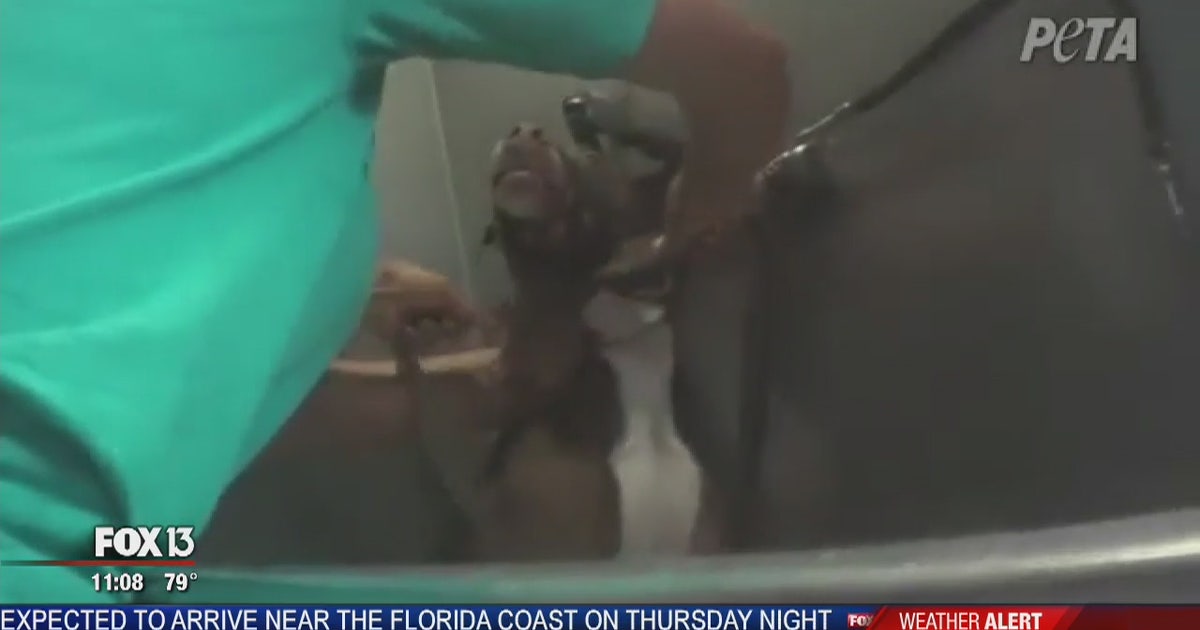 Kennel owner responds to PETA video | FOX 5 Atlanta