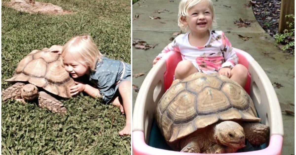 Giant tortoise escapes from Alpharetta yard | FOX 5 Atlanta