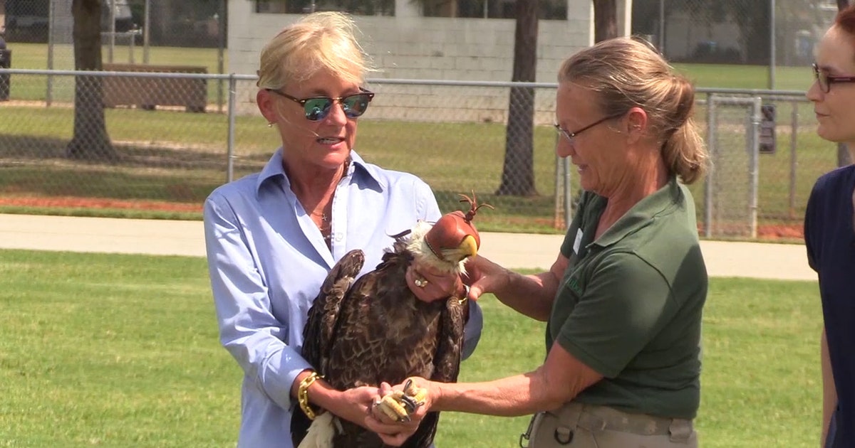Audubon Center for Birds of Prey releases 600th rehabilitated eagle ...