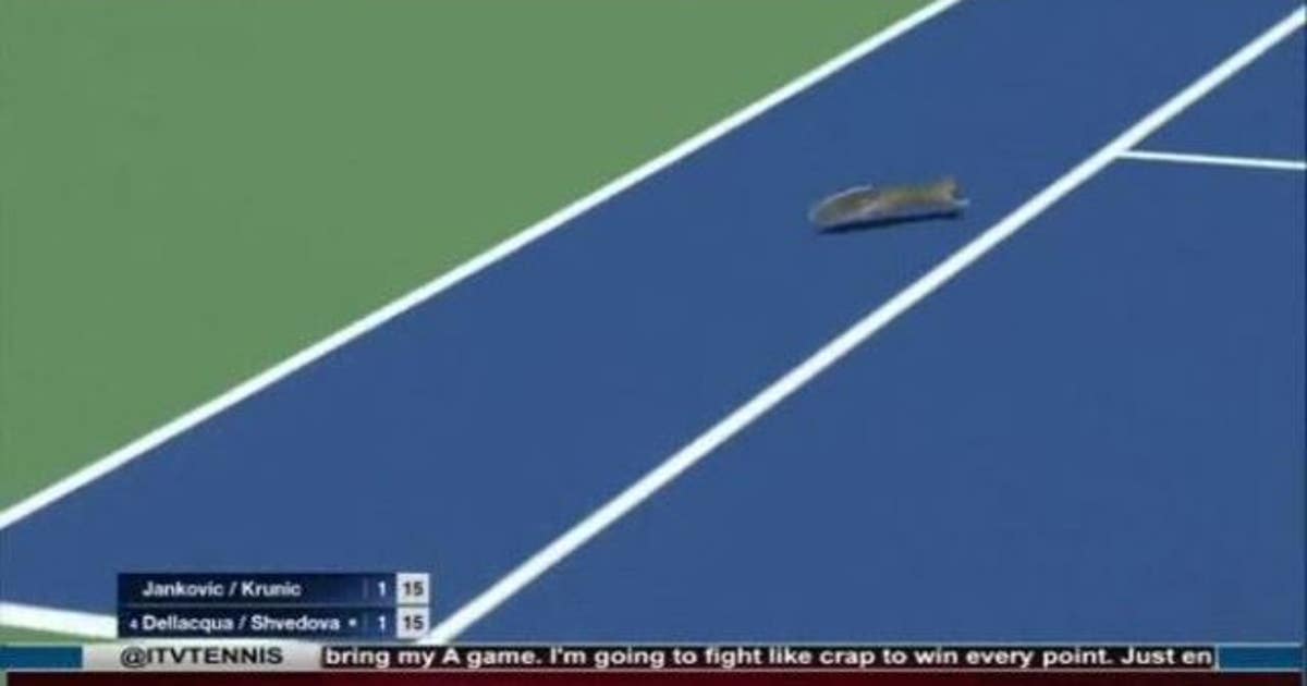 An Exciting Day on the Tennis Court as a Squirrel Bum Rushes the Court ...