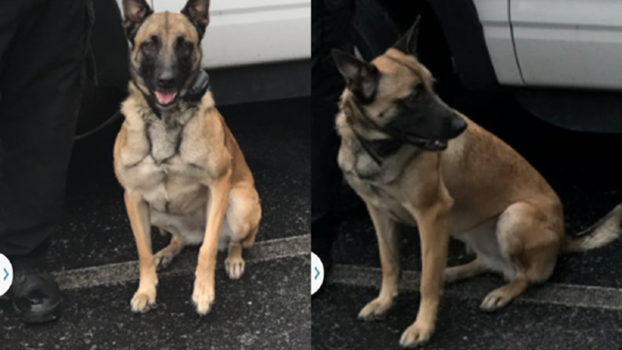 Sheriff: Police dog missing in Tennessee found dead