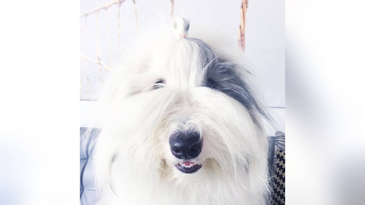WATCH: Dog tries unsuccessfully to navigate chair WATCH: Dog tries unsuccessfully to navigate chair