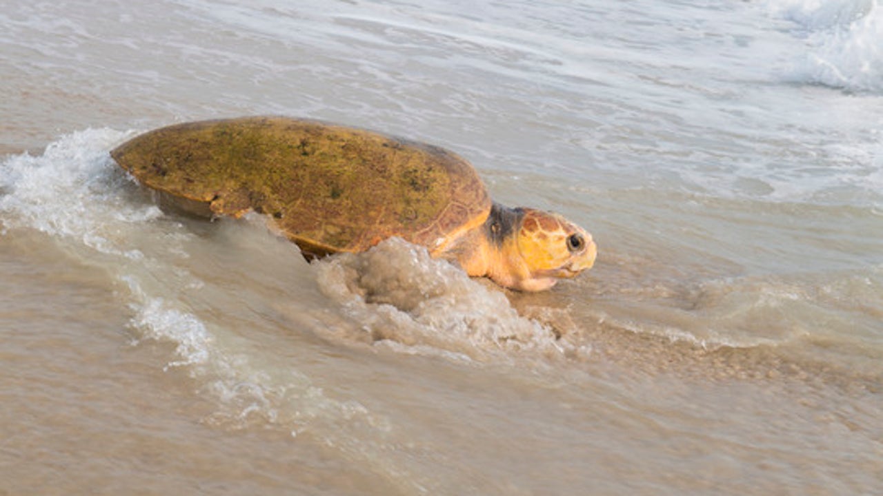 Loggerhead sea turtle nesting season begins on Georgia coast | FOX 5 ...