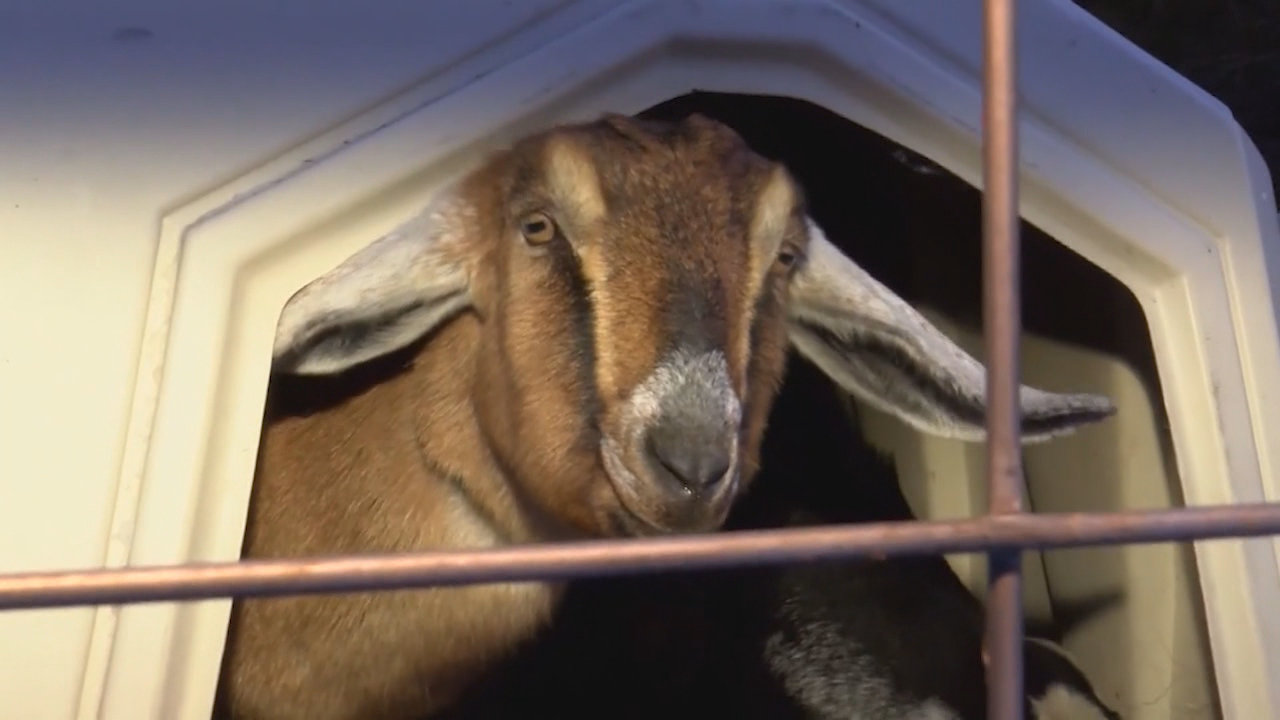 Vermont town elects goat as mayor | FOX 5 Atlanta