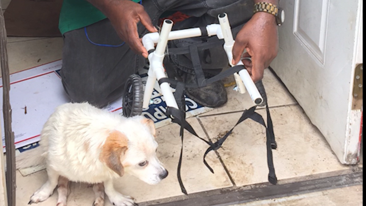 Program helps Army veteran help his paralyzed dog Program helps Army veteran help his paralyzed dog