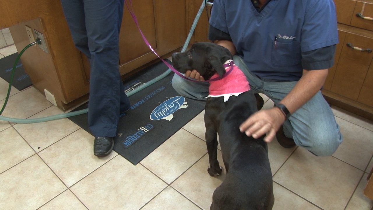 Dog found with collar emebbed in neck | FOX 5 Atlanta