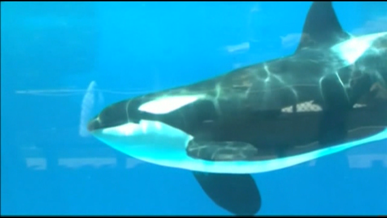 SeaWorld San Diego ending killer whale show | FOX 5 Atlanta