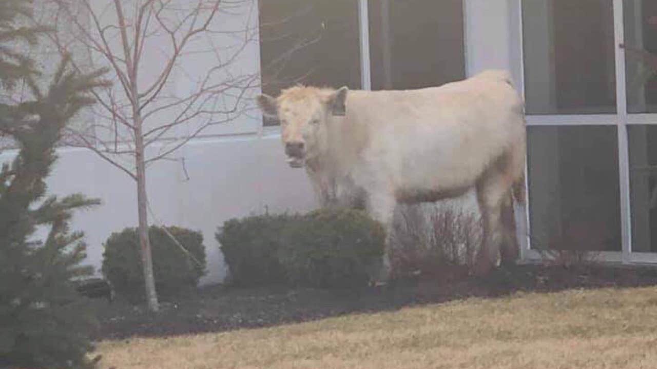 Runaway cow takes refuge at Chick-fil-A | FOX 5 Atlanta