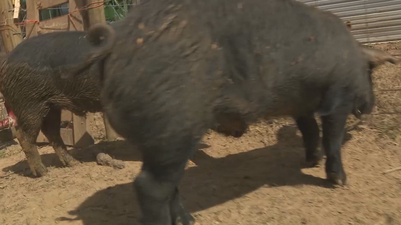 Farmer's pigs shot and killed | FOX 5 Atlanta