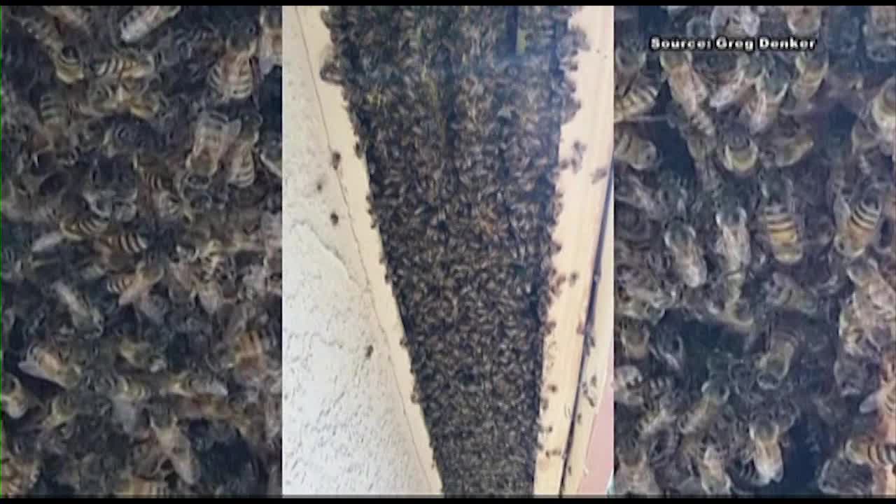 9-foot beehive removed from Arizona home | FOX 5 Atlanta