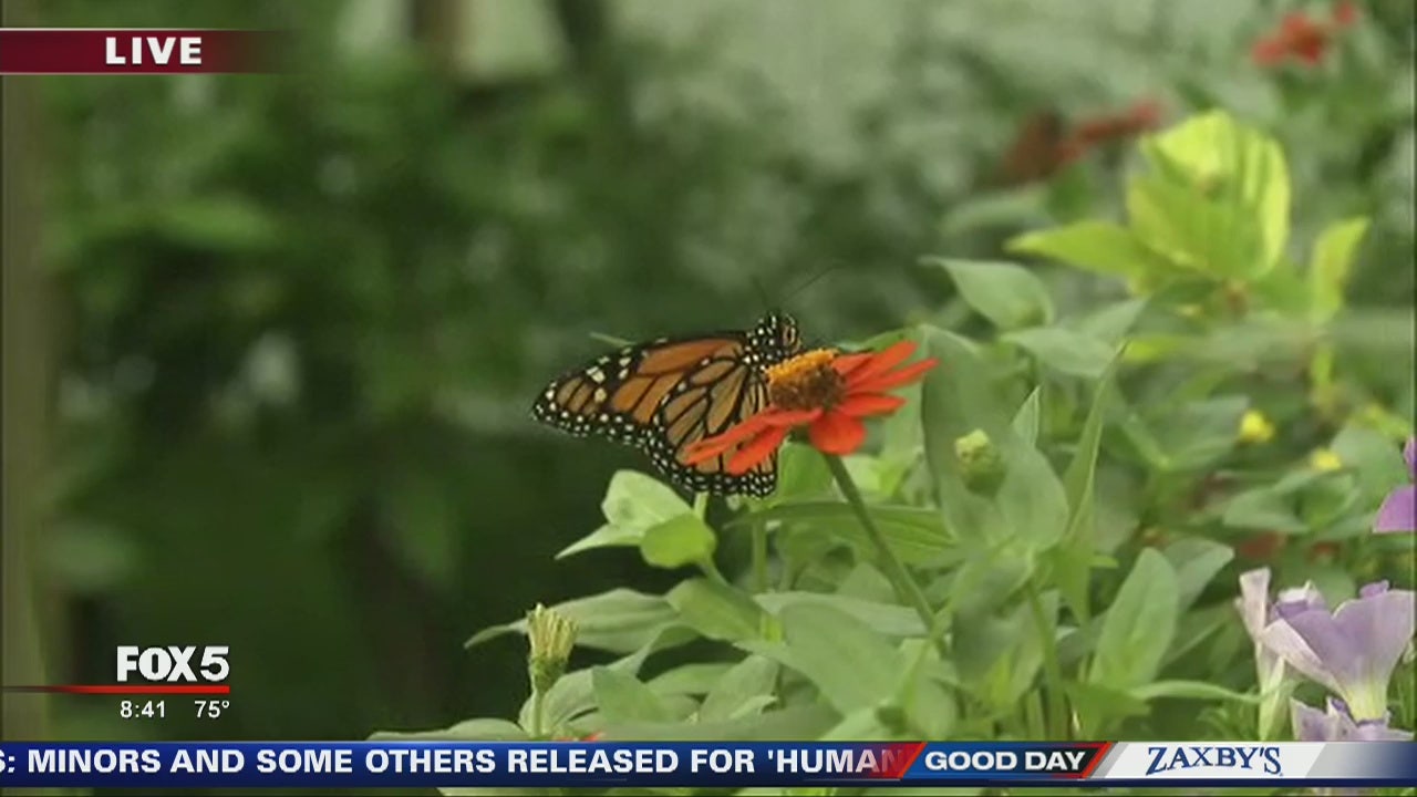 Butterfly encounter lands at local nature center | FOX 5 Atlanta